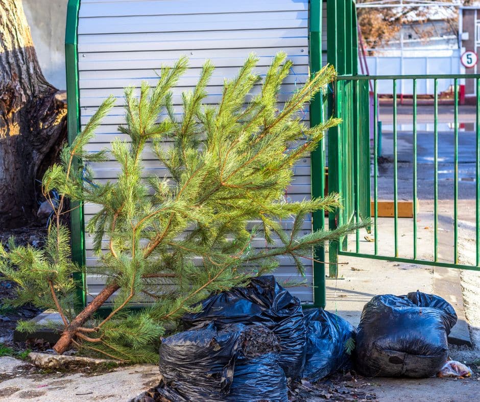 6 Ways to Recycle Your Christmas Tree - Roll-Off Dumpster Direct